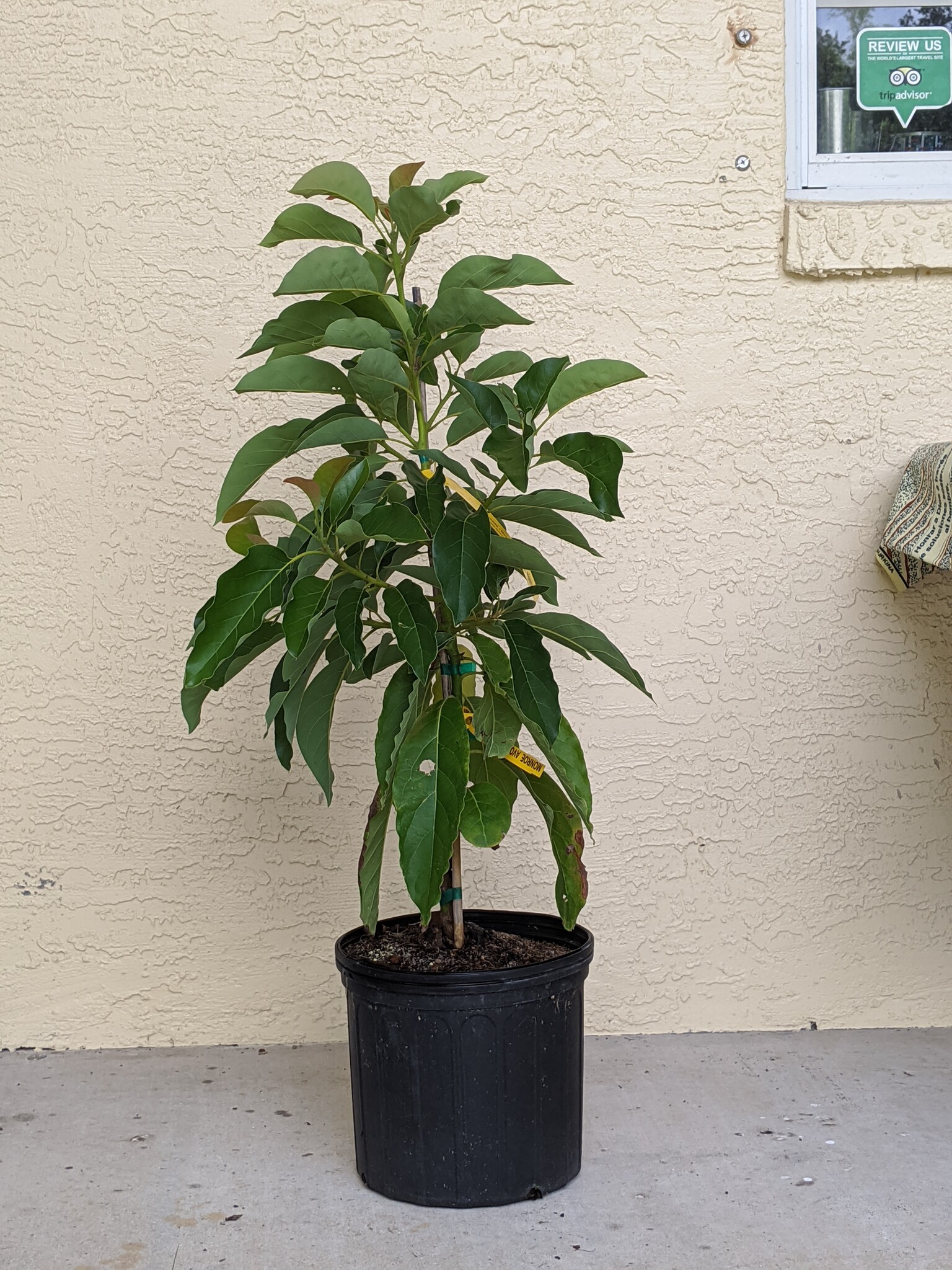 Avocado Hall 3 Gallon - ECHO Book and Gift Store and Nursery