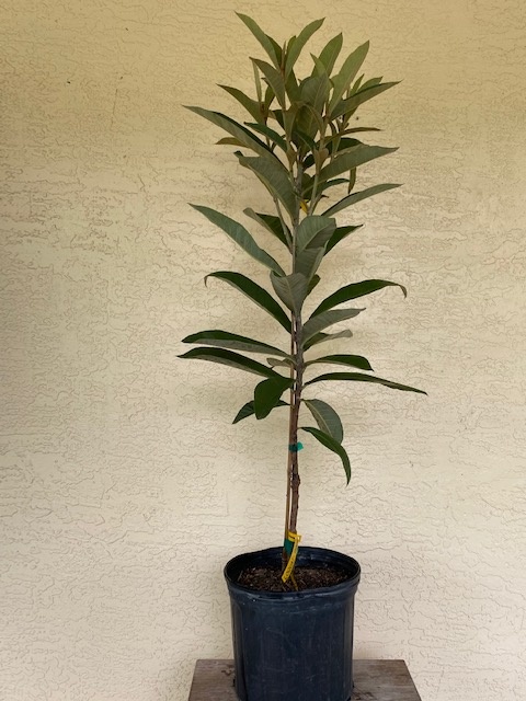 Loquat - Oliver - ECHO Book and Gift Store and Nursery