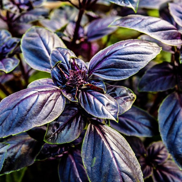 Basil, Dark Purple Opal - ECHO Book and Gift Store and Nursery