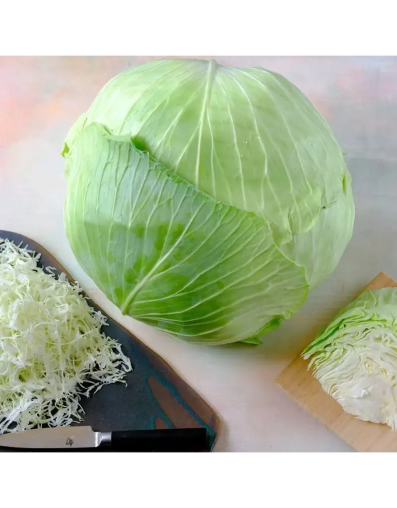 Brunswick Cabbage - ECHO Book and Gift Store and Nursery