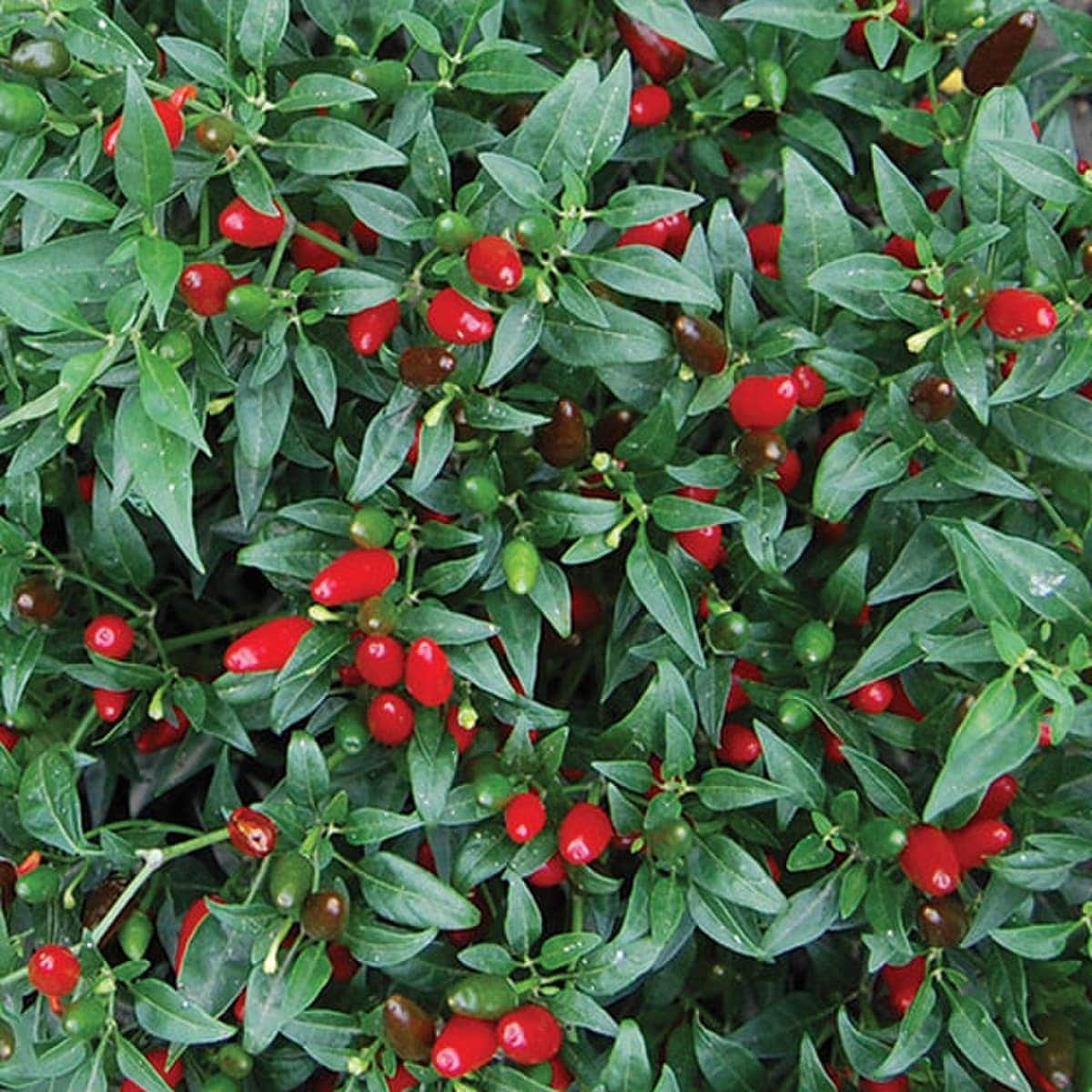 pepper, thai hot - ECHO Book and Gift Store and Nursery