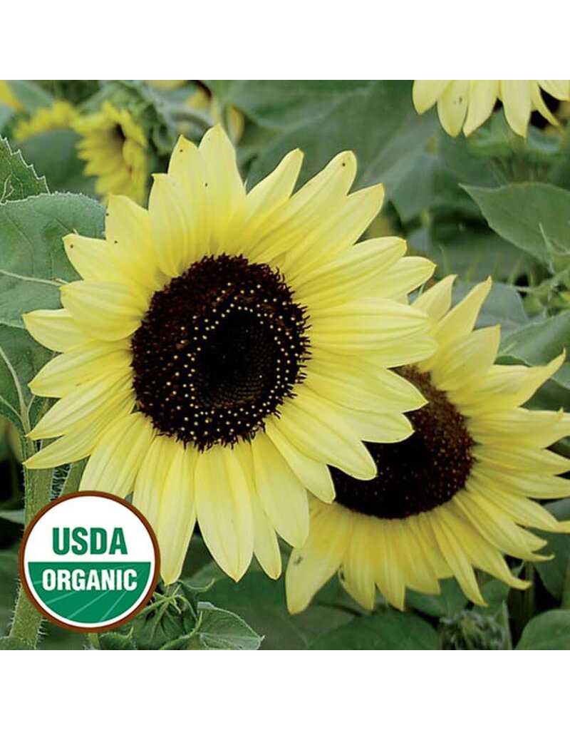 sunflower, valentine - ECHO Book and Gift Store and Nursery