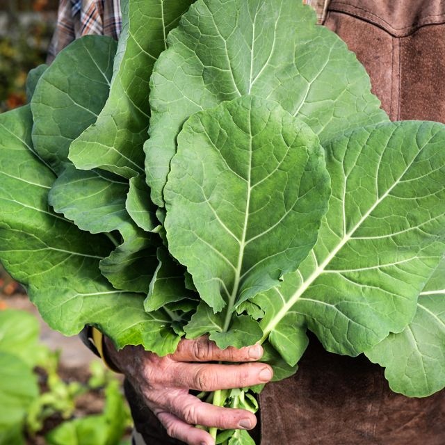 Collards, Georgia Southern (creole) - ECHO Book and Gift Store and Nursery