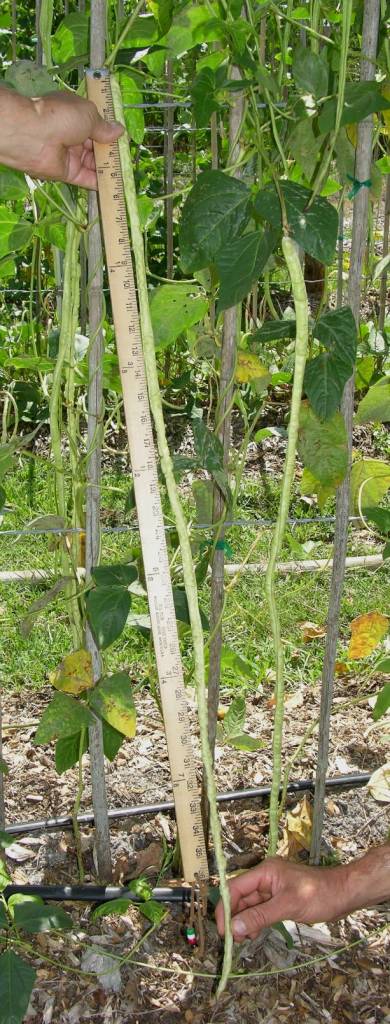 Yard Long Bean Seed Packet - ECHO Bookstore and Nursery