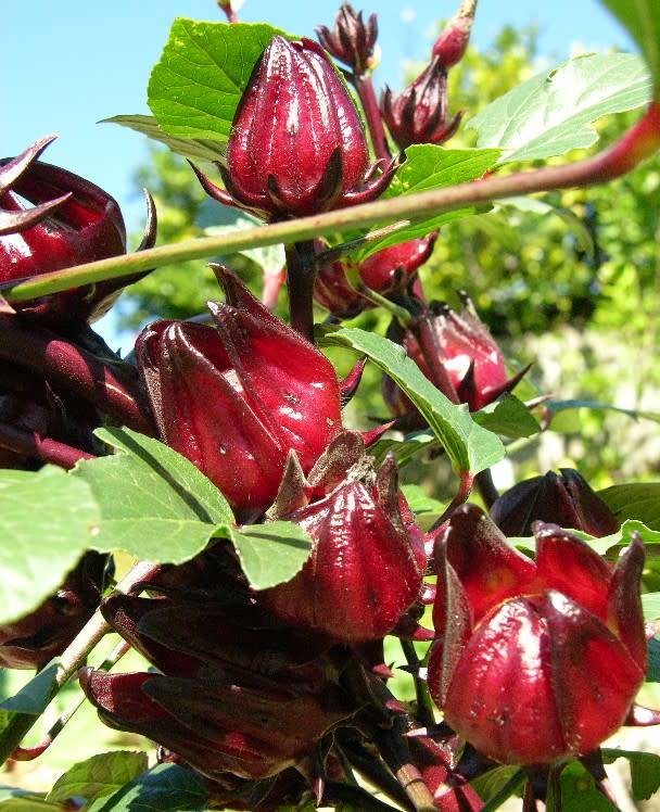 Roselle Seed Packet - ECHO Book and Gift Store and Nursery