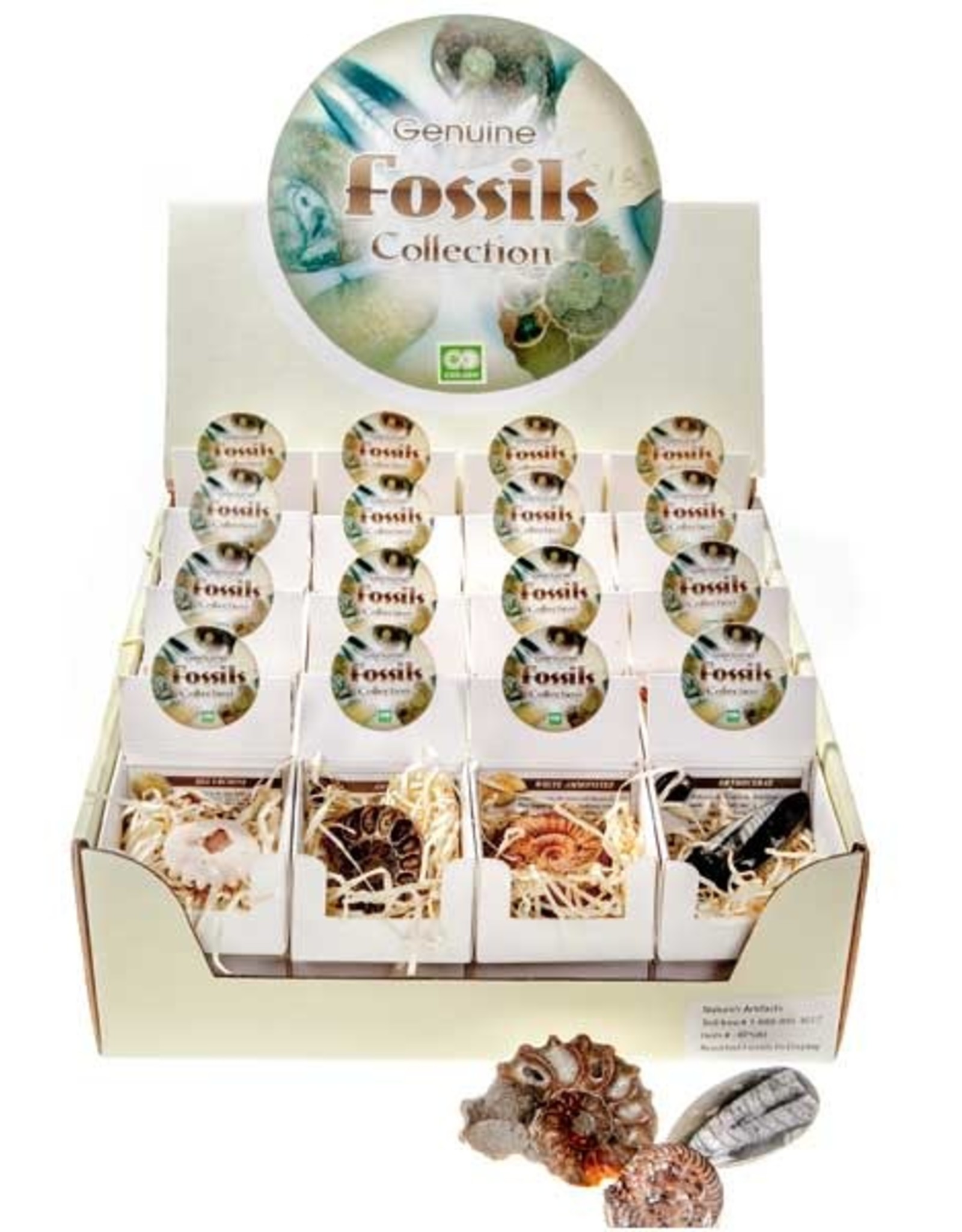 Nature's Artifacts Fossils in Gift Boxes - SoulStar Metaphysics