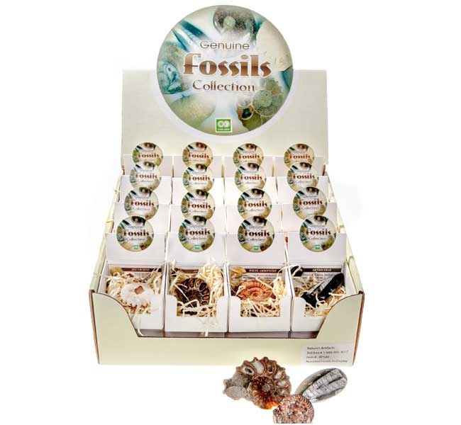 Nature's Artifacts Fossils in Gift Boxes - SoulStar Metaphysics