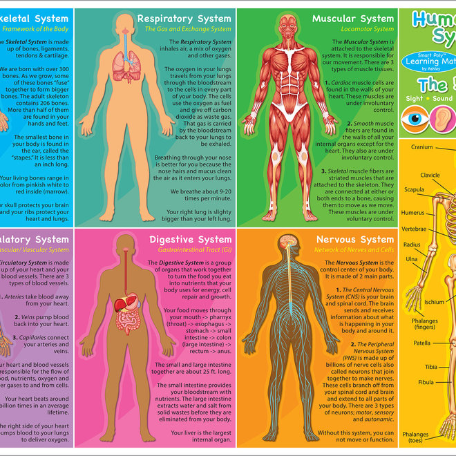 SMart Poly Learning Mat-Human Body - Inspiring Young Minds to Learn
