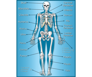 Skeleton Chart - Inspiring Young Minds to Learn