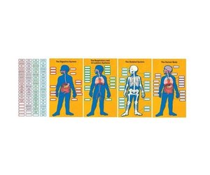 Human Body Bulletin Board Set - Inspiring Young Minds to Learn