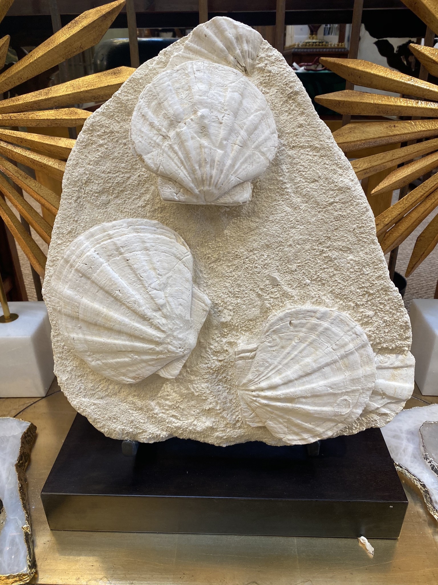 Fossil Scallop Shells - Cayen Home