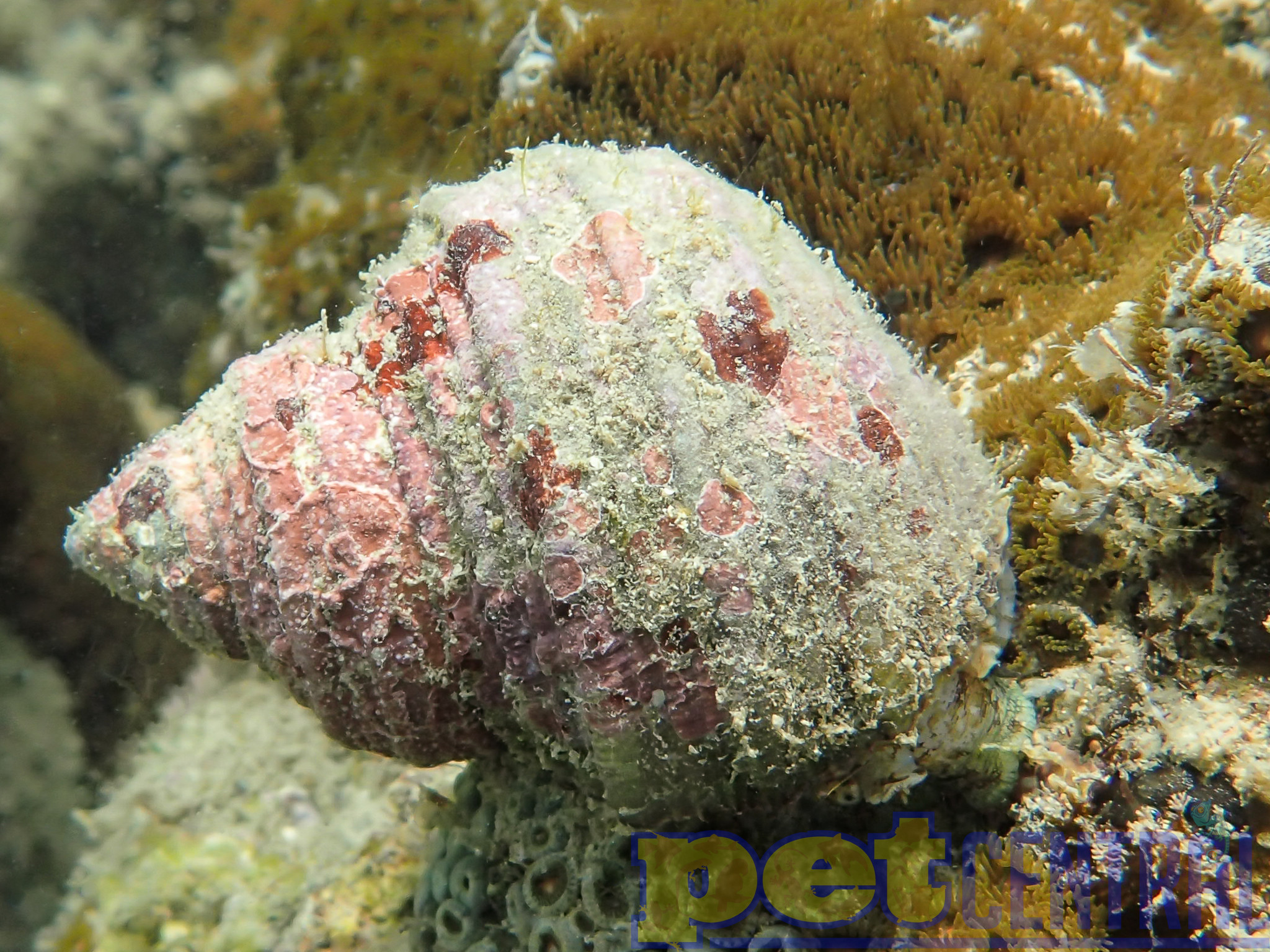 Turbo Snail Saltwater