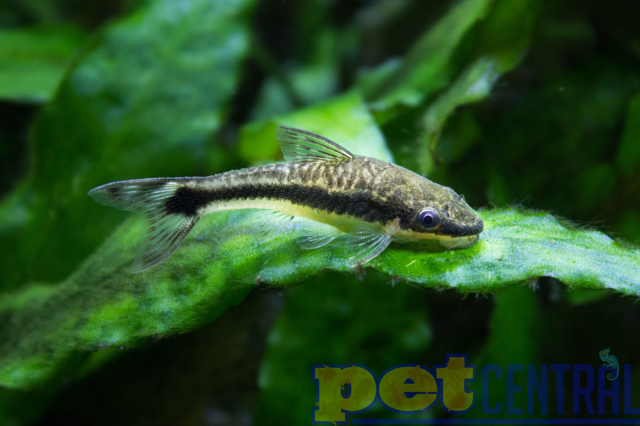 Otocinclus Vestitus