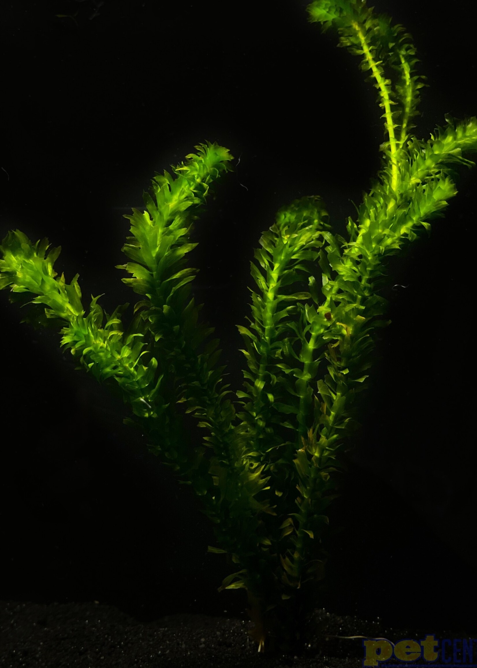 Anacharis Aquarium Plant