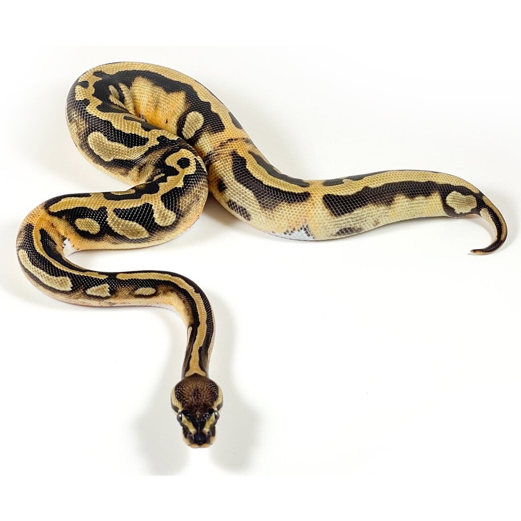 Baby Ball Python