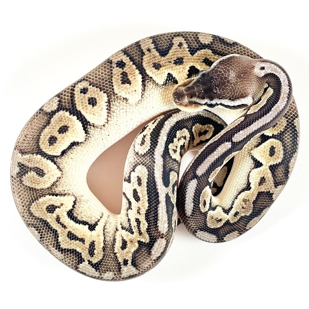 Baby Ball Pythons Feeding
