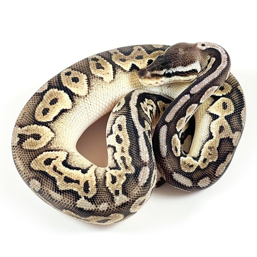 Pewter Ball Python