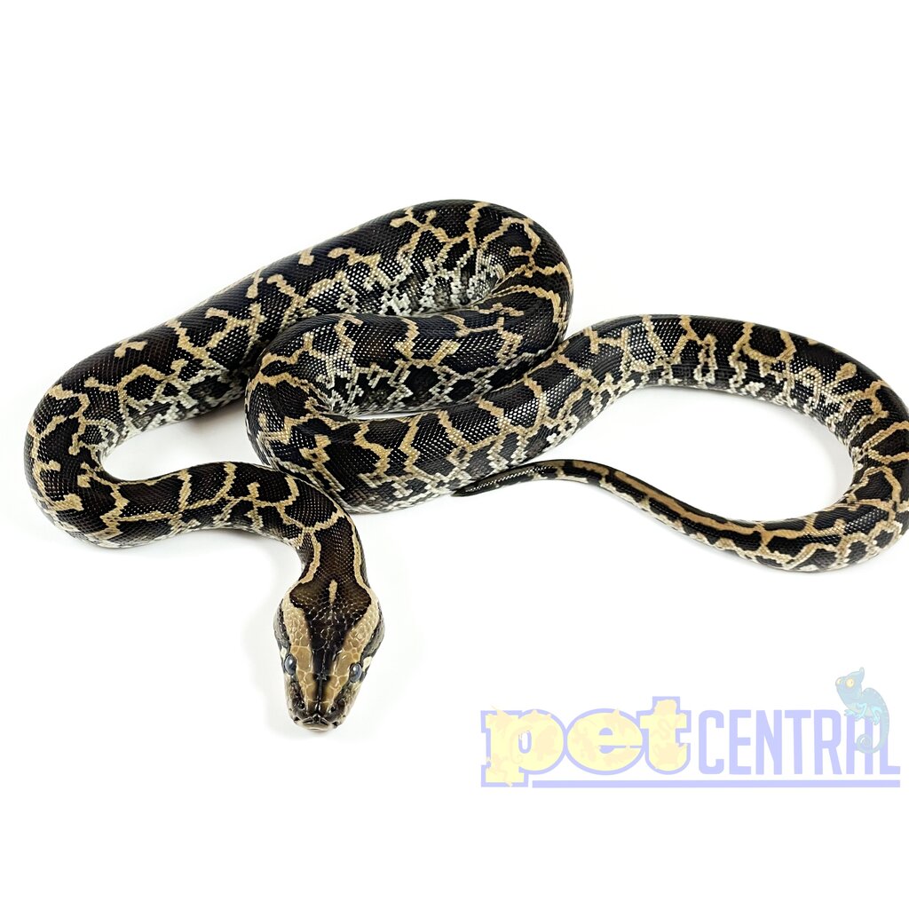 Albino Burmese Python