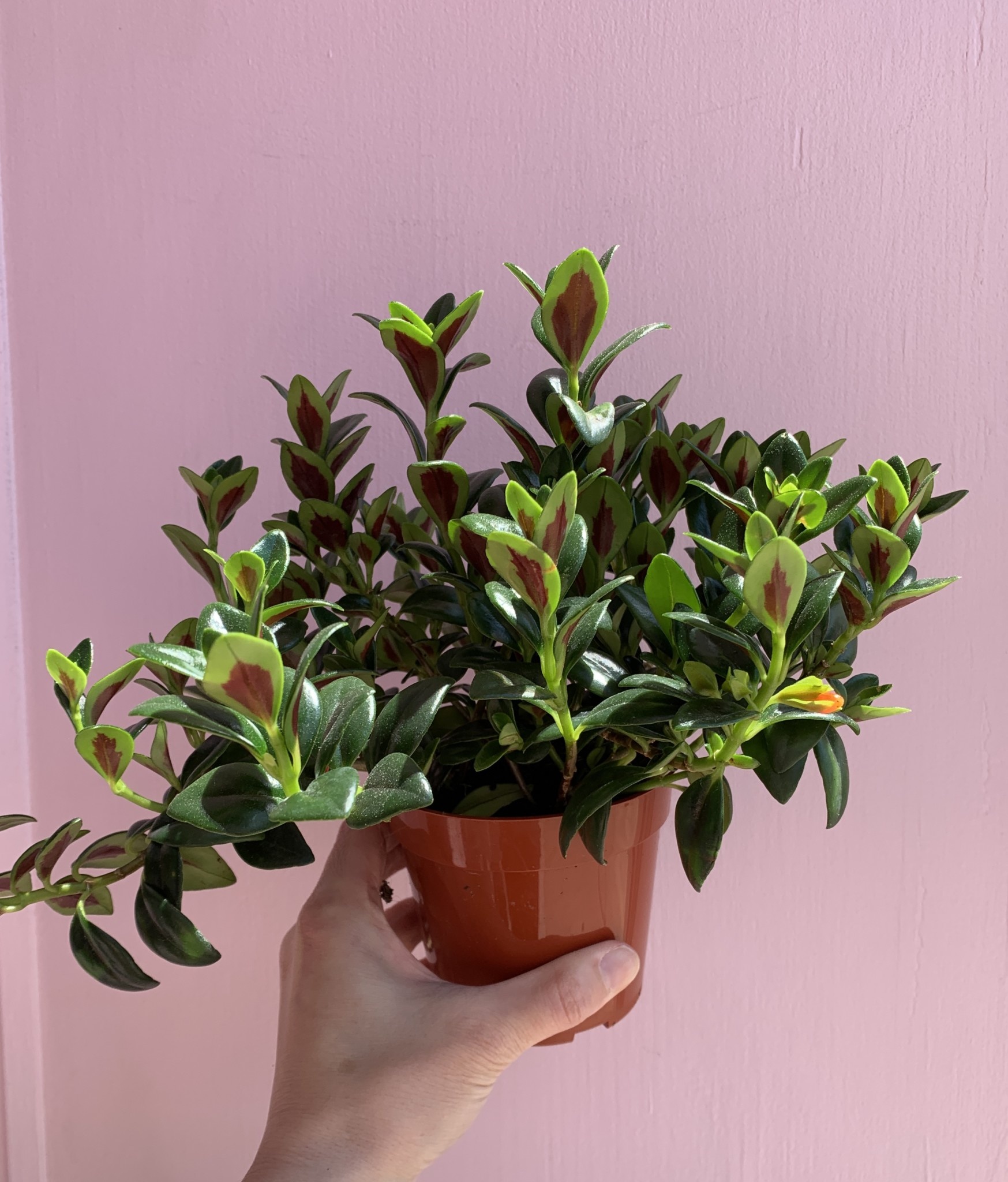 Goldfish Plant 4" - Junebug