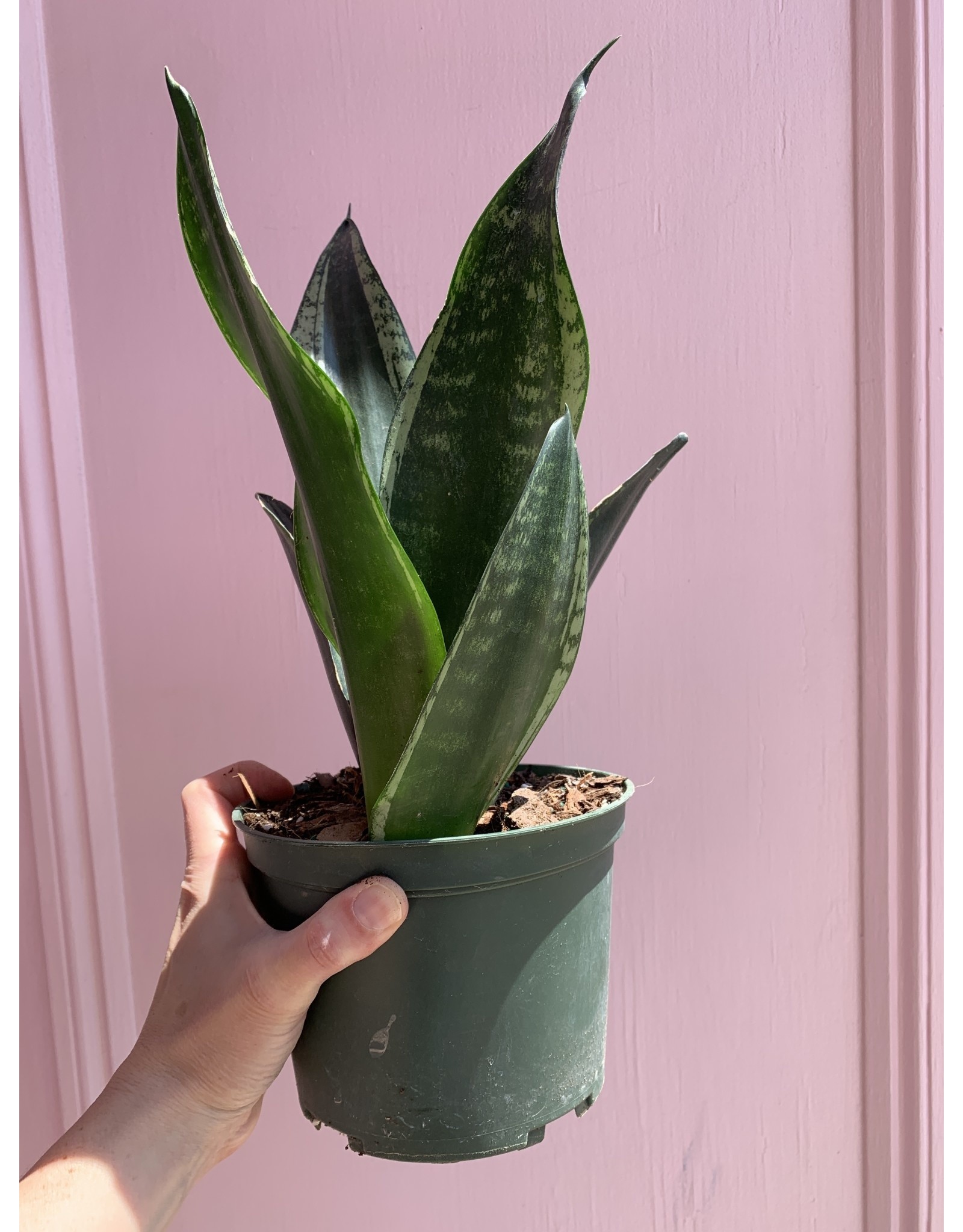 Snake Plant 6 Junebug Snake Plant 6 Junebug