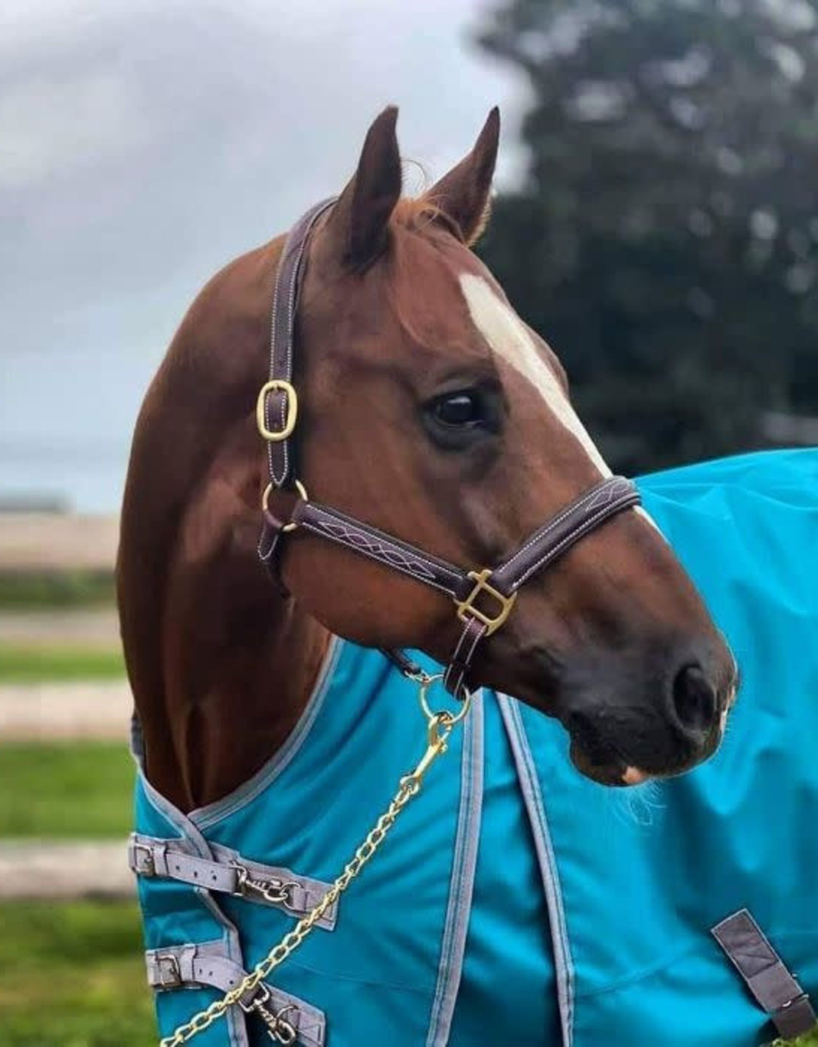 RAISED, FANCY STITCHED LEATHER HALTER - Equine Essentials Tack ...