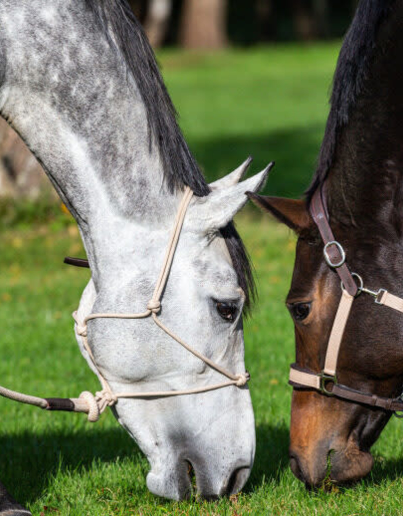TRAINING HEAD COLLAR - Equine Essentials Tack & Laundry Services