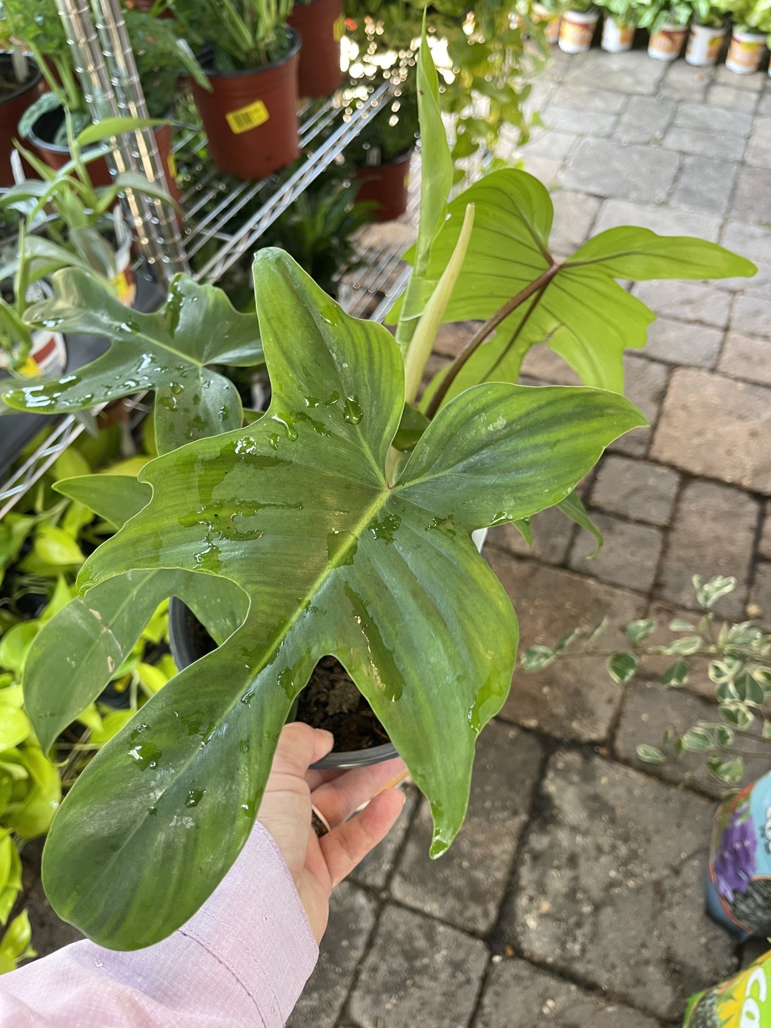 Florida Philodendron In Landscaping