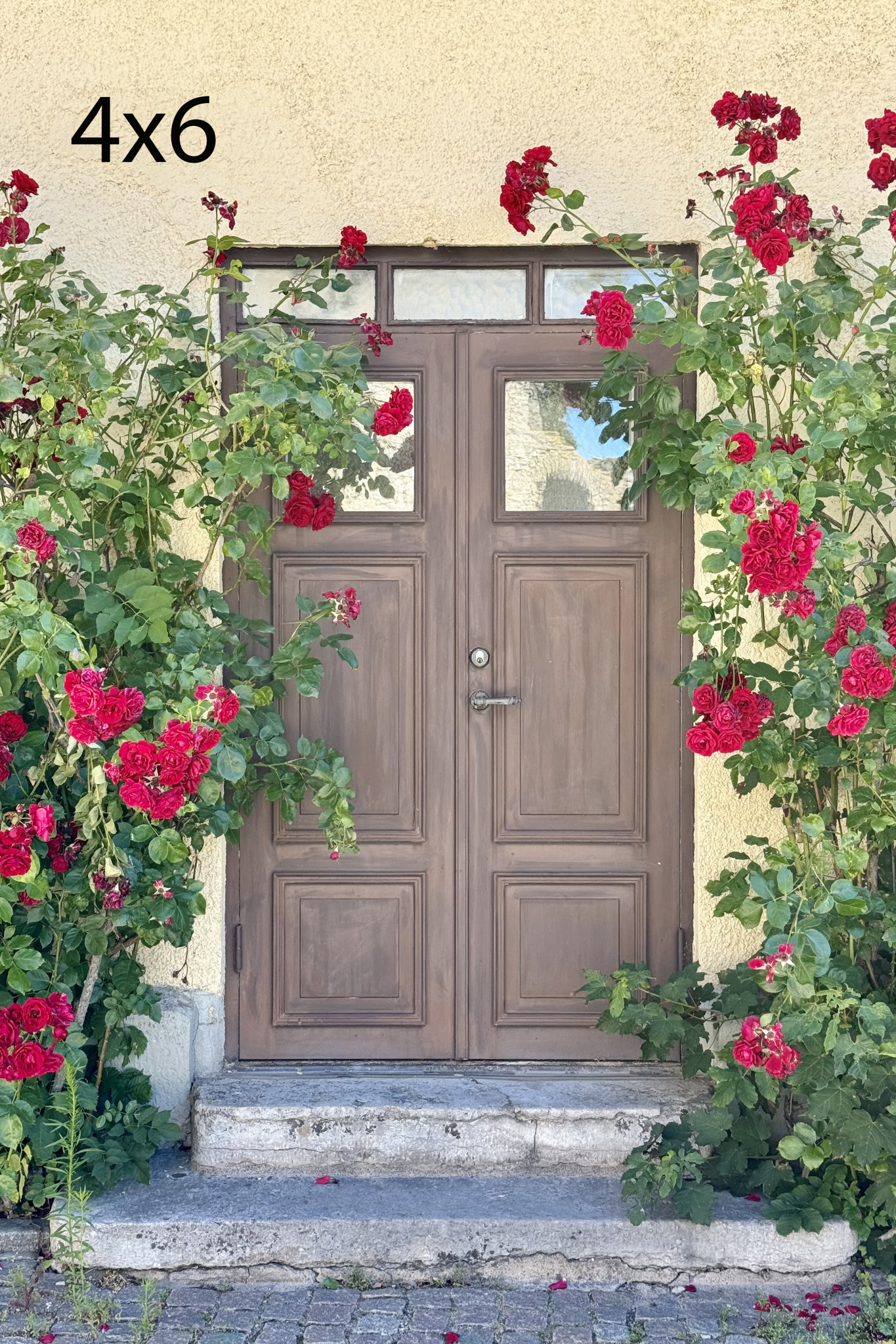 35mm Color Prints 4X6 24 Exposure (Luster/Glossy) - Tuttle Cameras