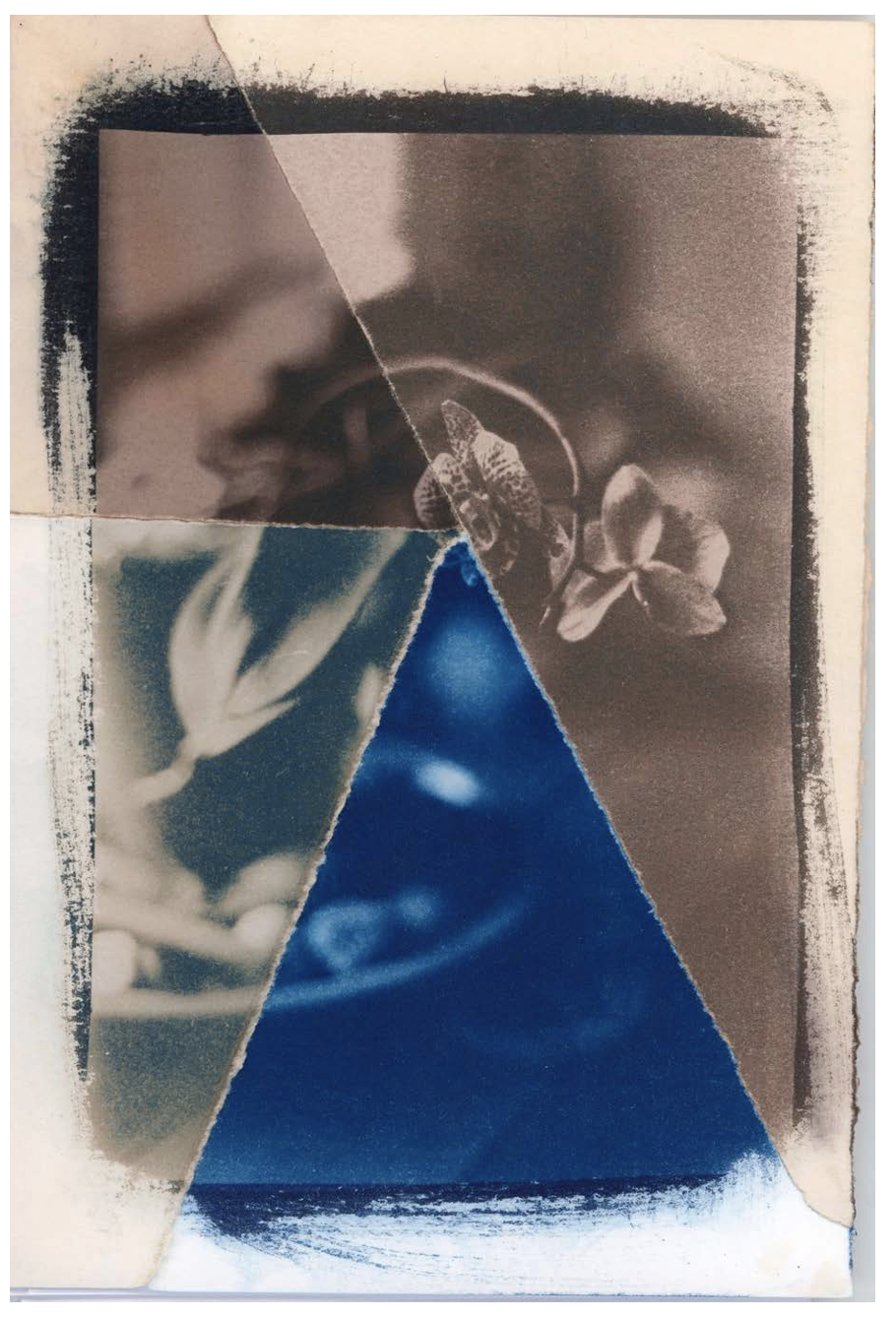 Toning Cyanotypes with Plants - Malaspina Printmakers