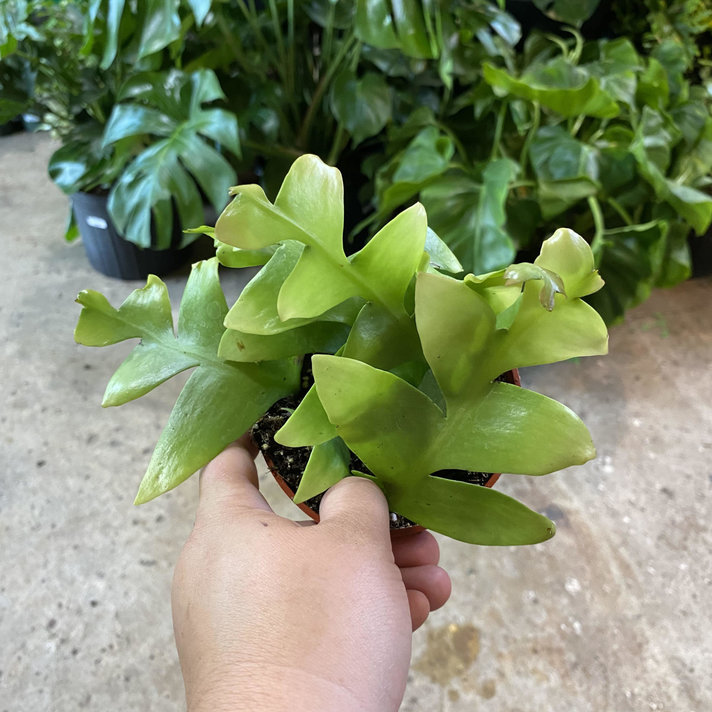 Collection - Jungle House