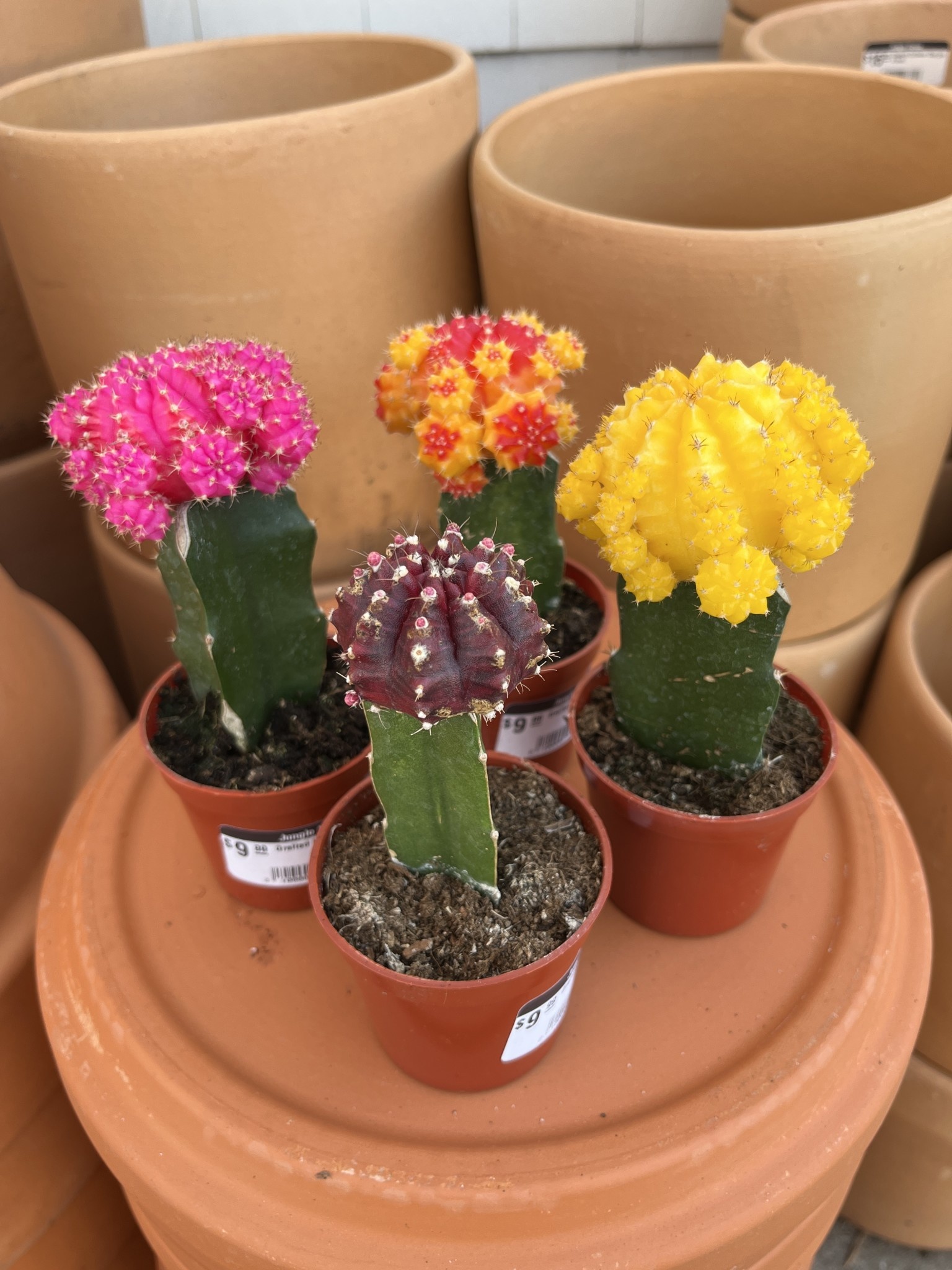 Moon Cactus Colors