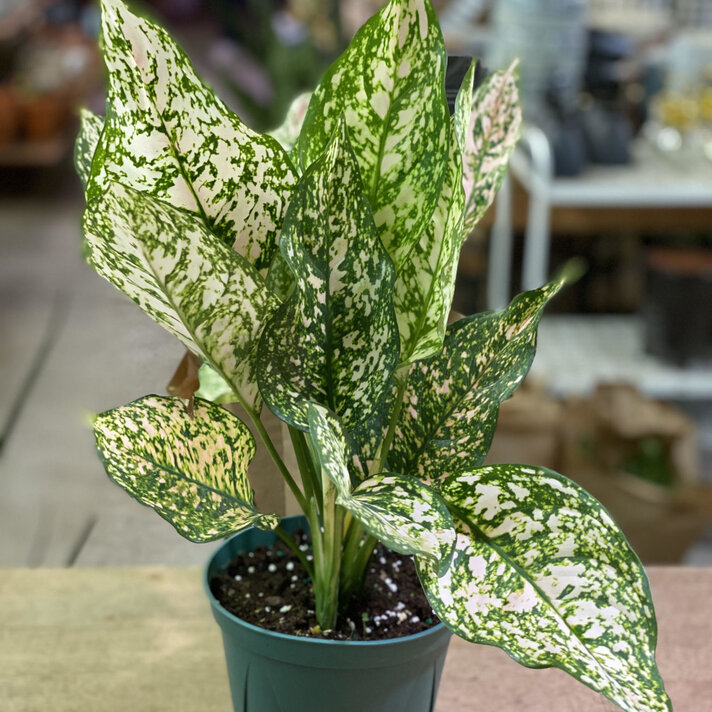 Tropical - Jungle House