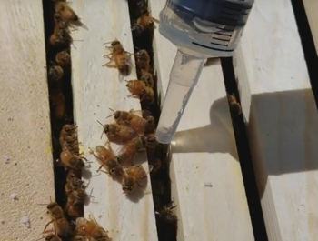 To Bee or Not to Bee - To Bee or Not To Bee