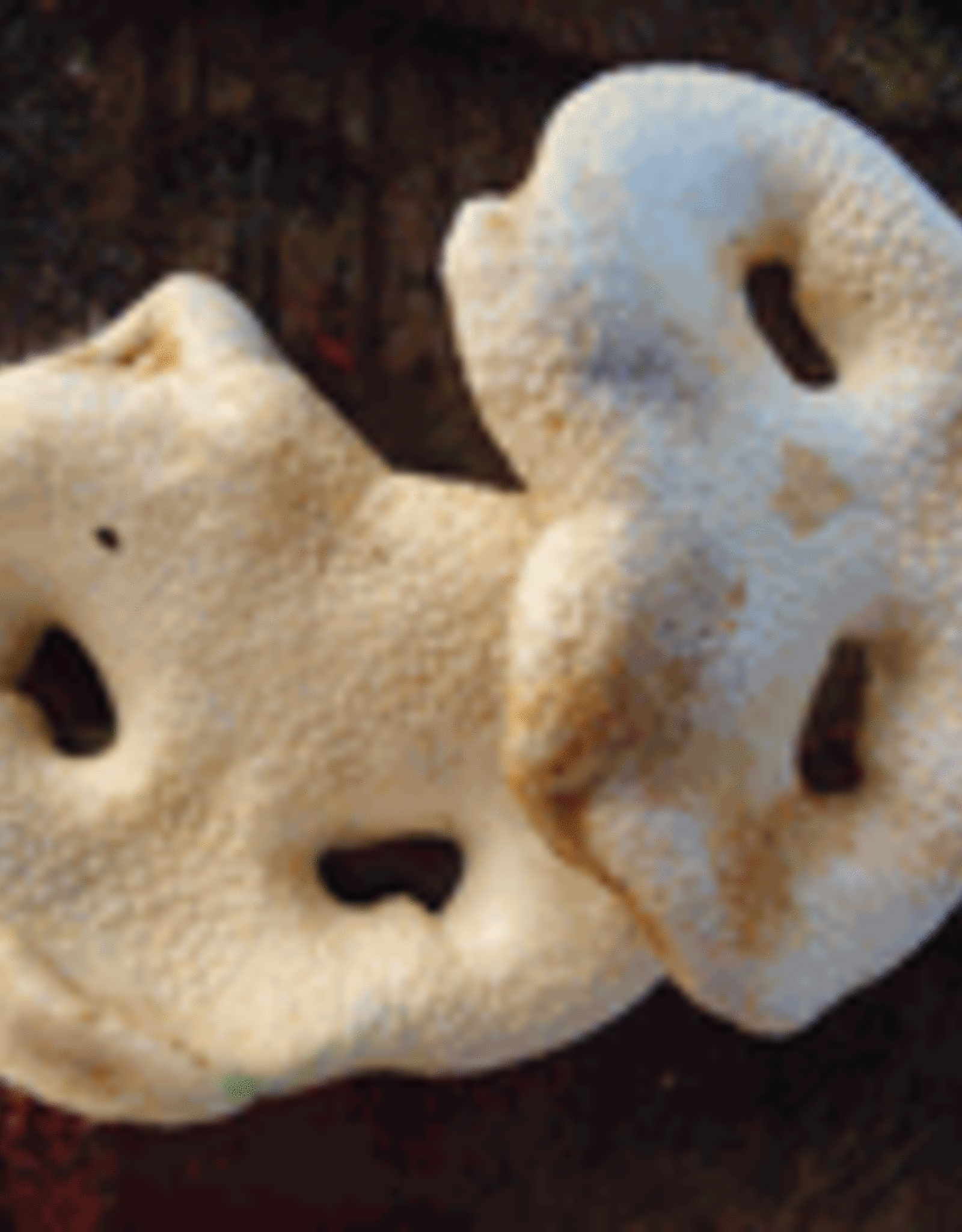 Pig Snout - Pawtopia: Your Pet's Nutritionist