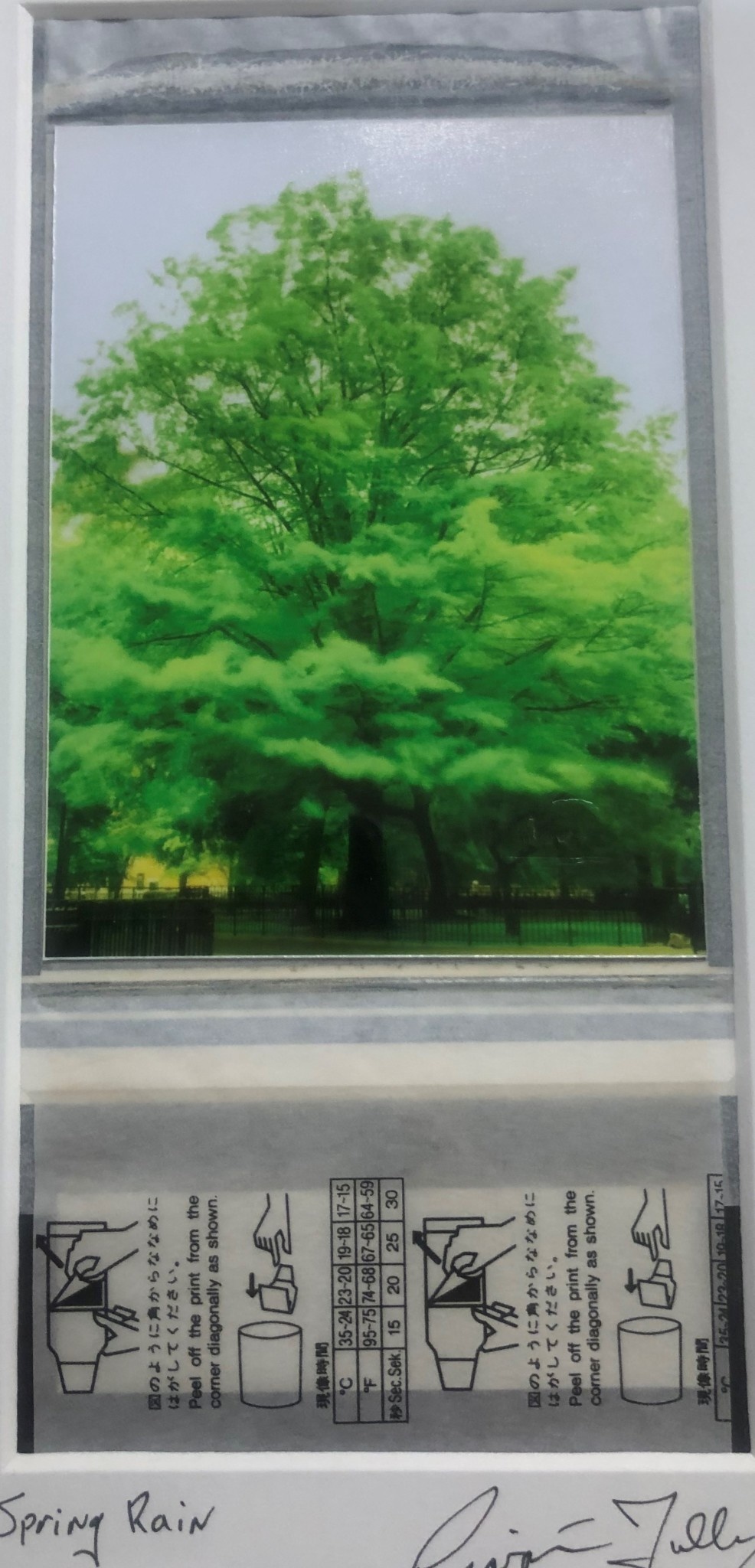 Spring Rain by Ciaran Tully - Liss Gallery