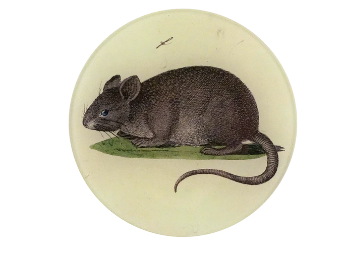 JOHN DERIAN Blue-Eyed Mouse 5 1/4" Round - Kiki