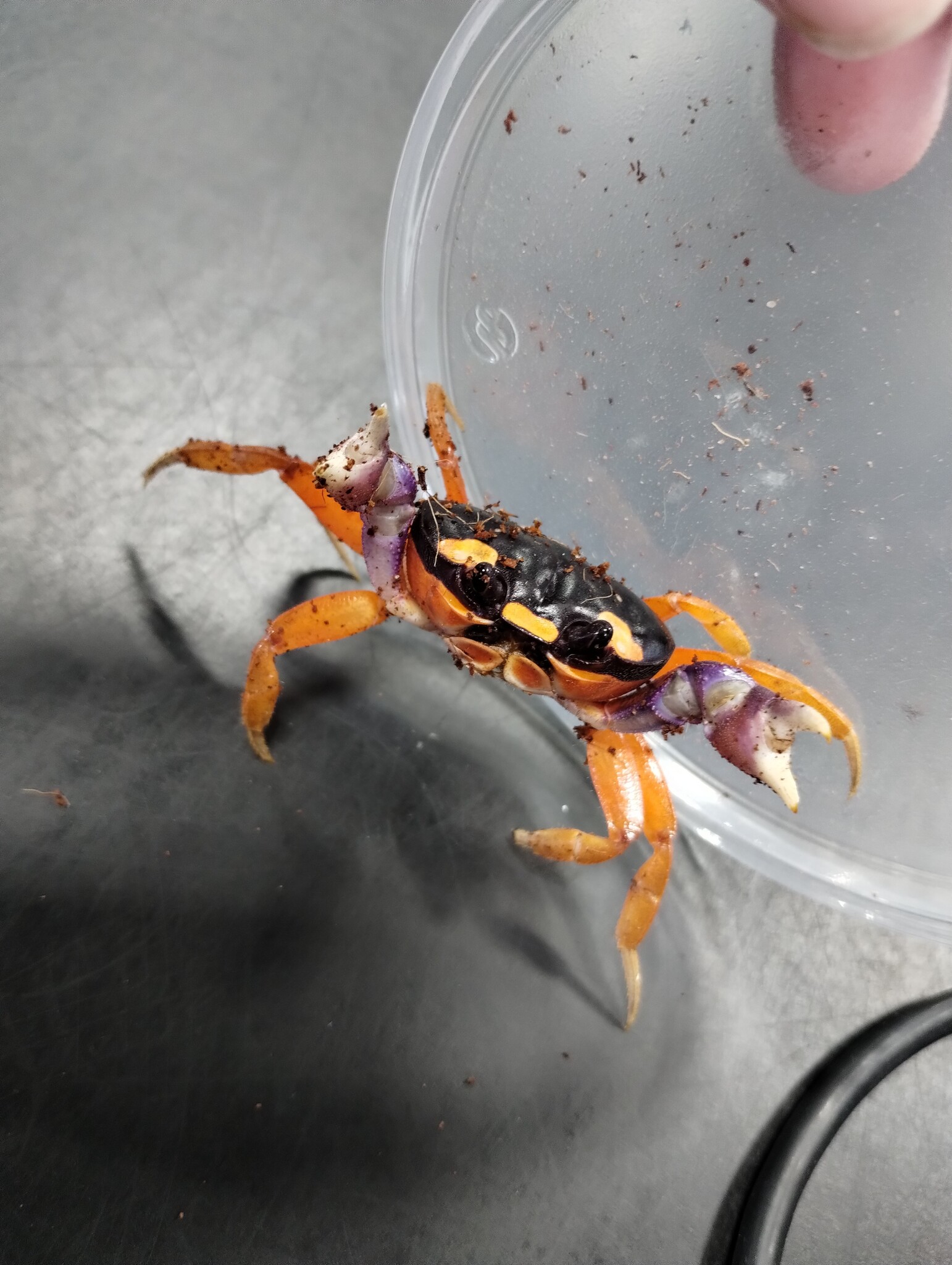 Moon Crabs Aquariums