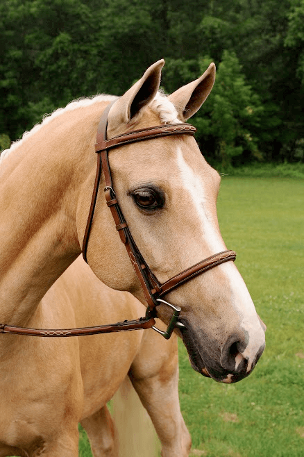 ADT Imperial Padded Bridle with Raised Fancy Stitched Reins - Redfield Tack