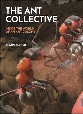 The Ant Collective: Inside the World of an Ant Colony - Birds Connect ...