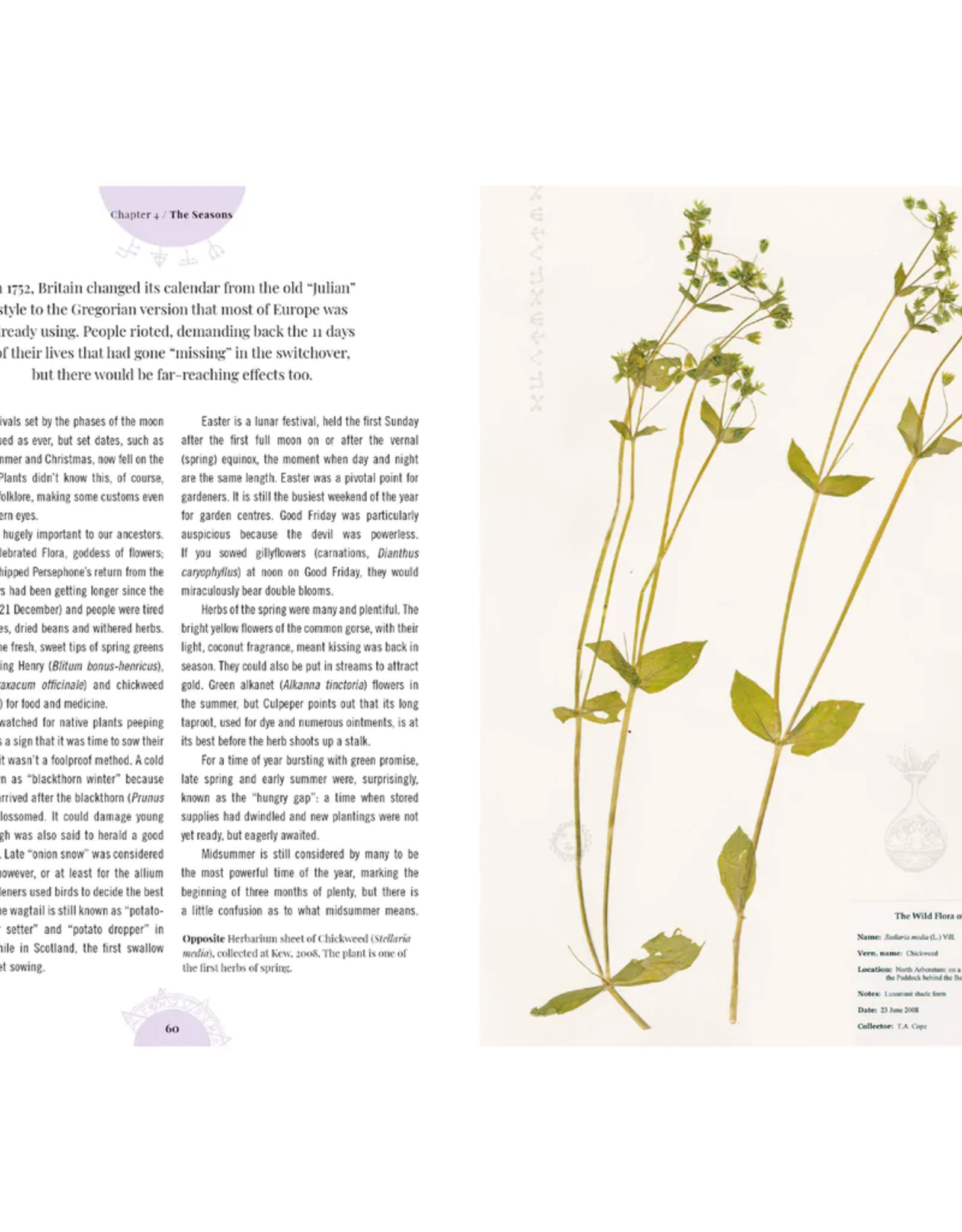 The Witch's Garden: Plants in Folklore, Magic and Traditional Medicine ...