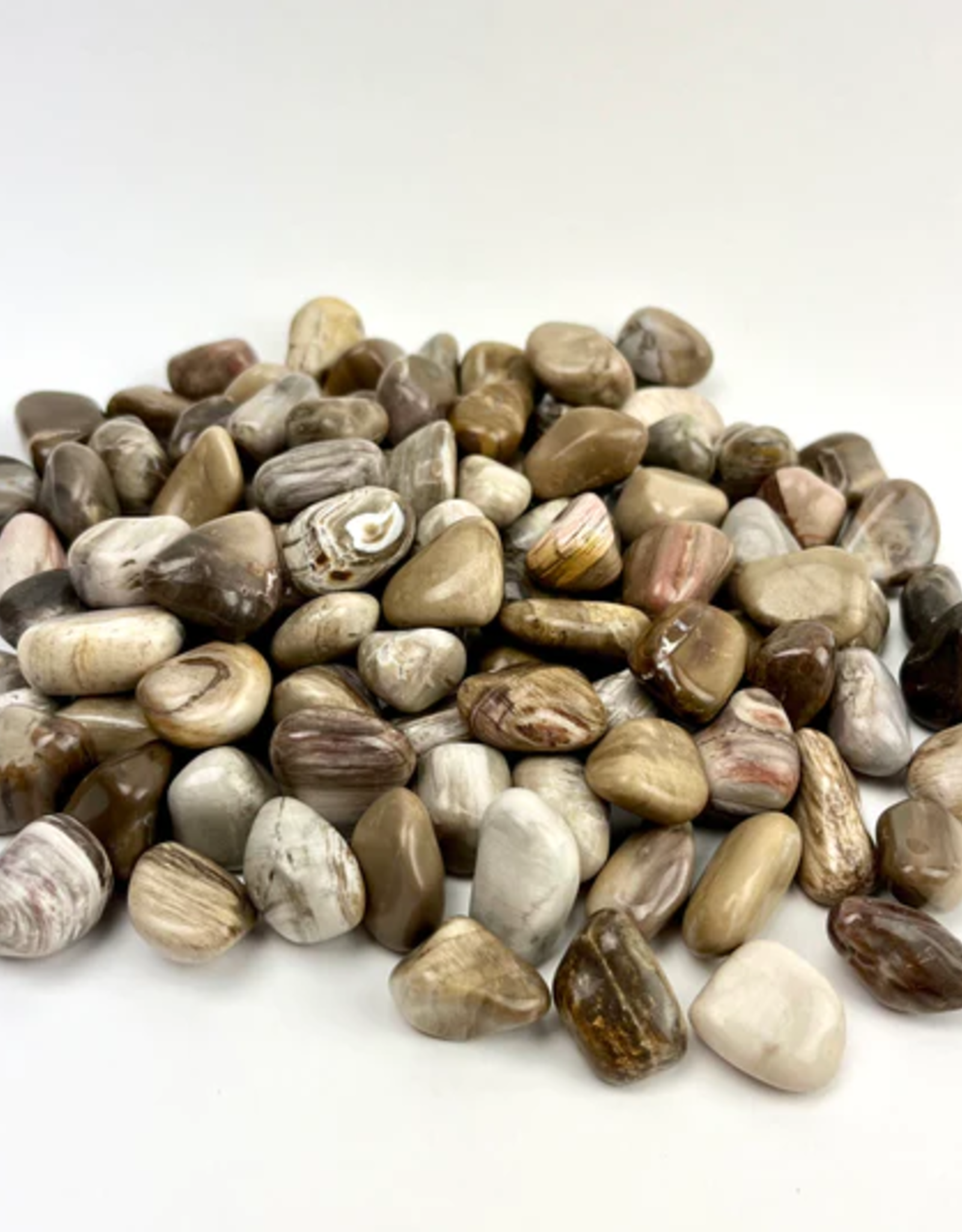 Petrified Wood Tumbled | 20-30MM | Madagascar - Becca