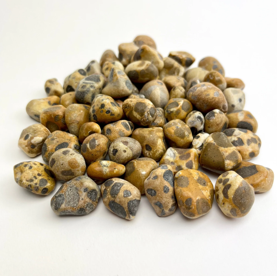 Leopard Jasper | 15-25MM | India - Becca
