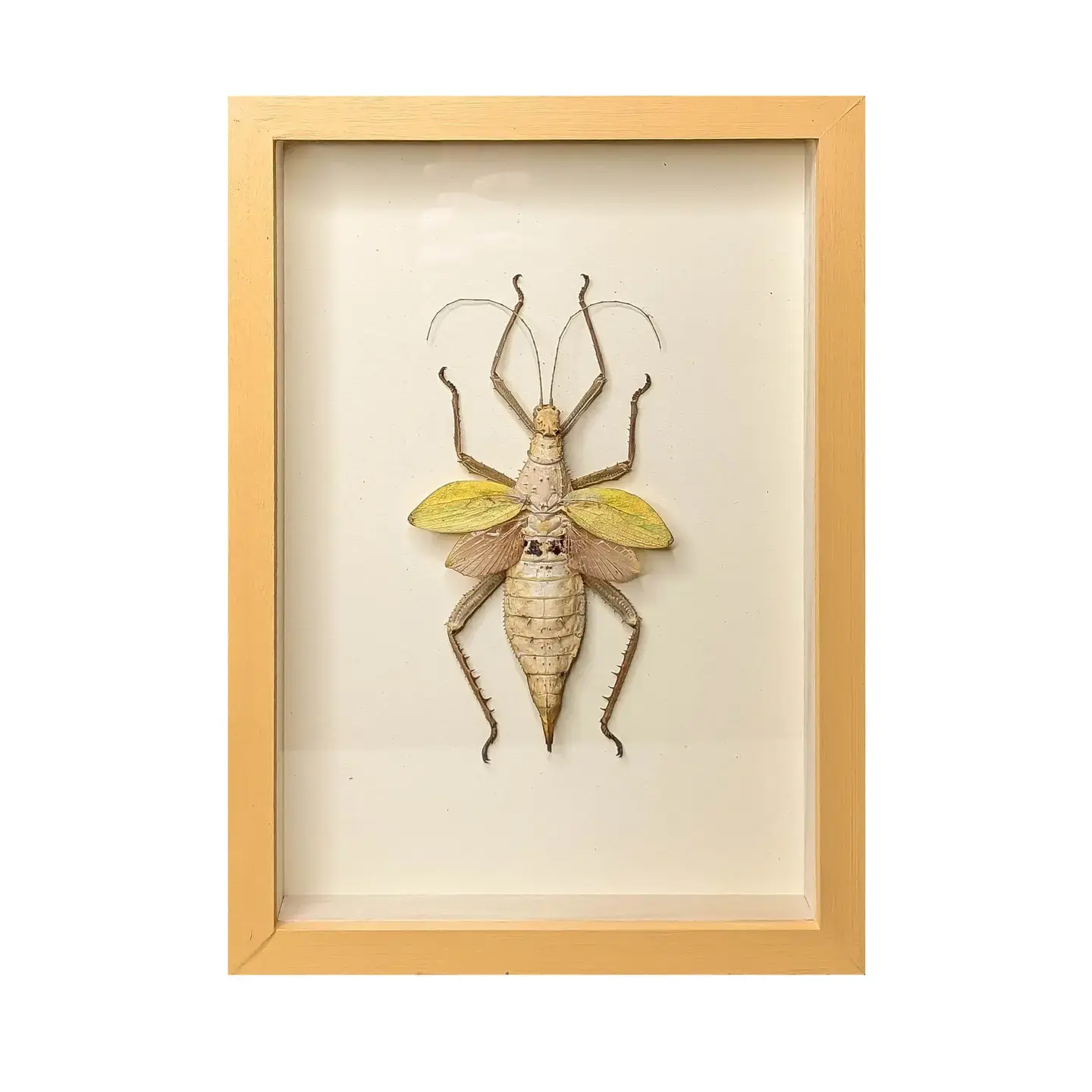 Wall Art | Shadowbox | Thorny Devil Yellow - PLENTY Mercantile & Event ...