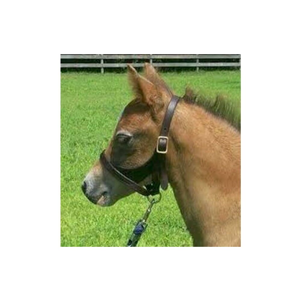 Newborn / Quarter Horse Figure 8 - Custom Leather Horse Halters & Tack ...