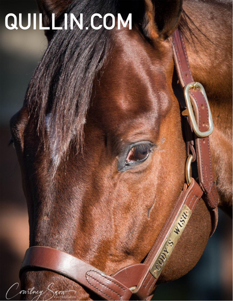 Blog - The Cost of Quality - Custom Leather Horse Halters & Tack ...