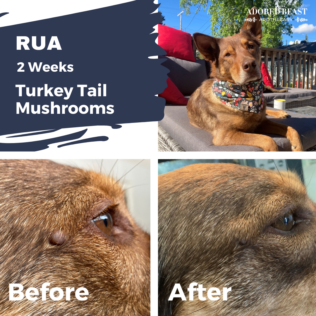 Blog - The Magic of Shrooms for Our Pets - Mushrooms, a Natural Healer ...