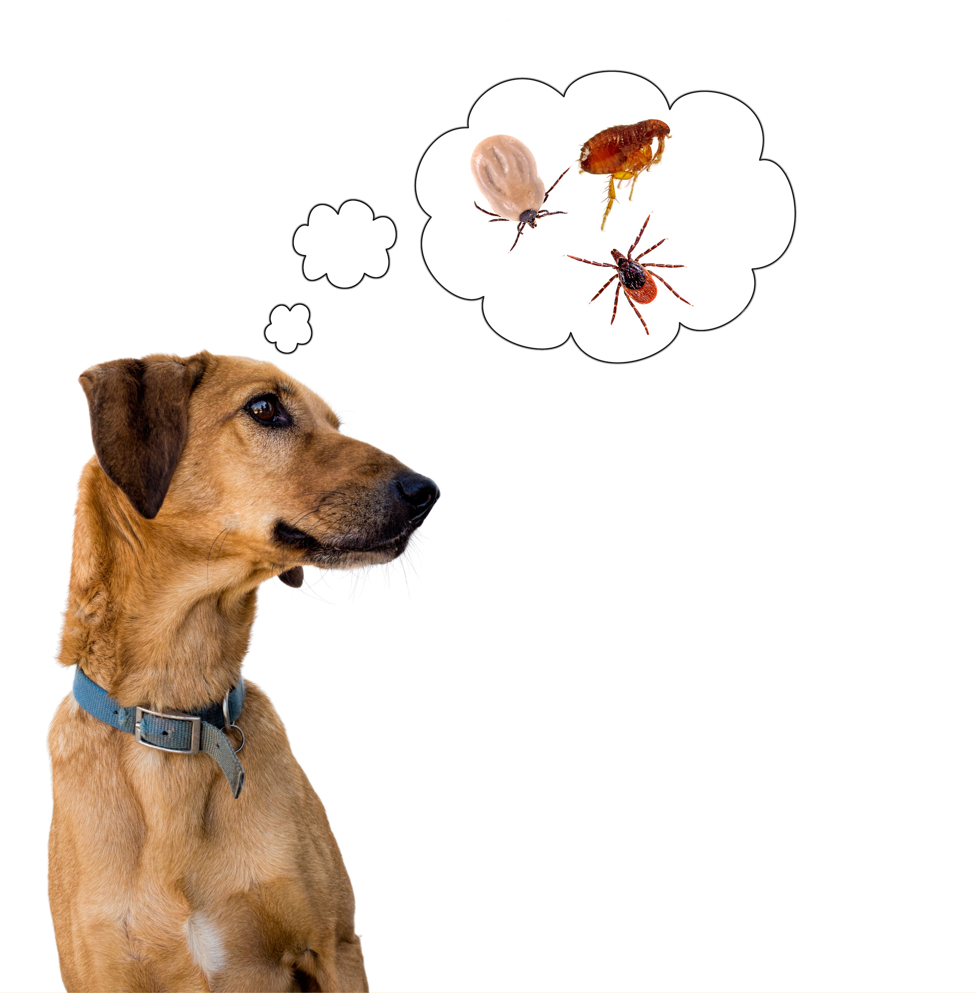 Blog - It’s Tick Season! Natural Prevention for Fleas, Ticks and ...