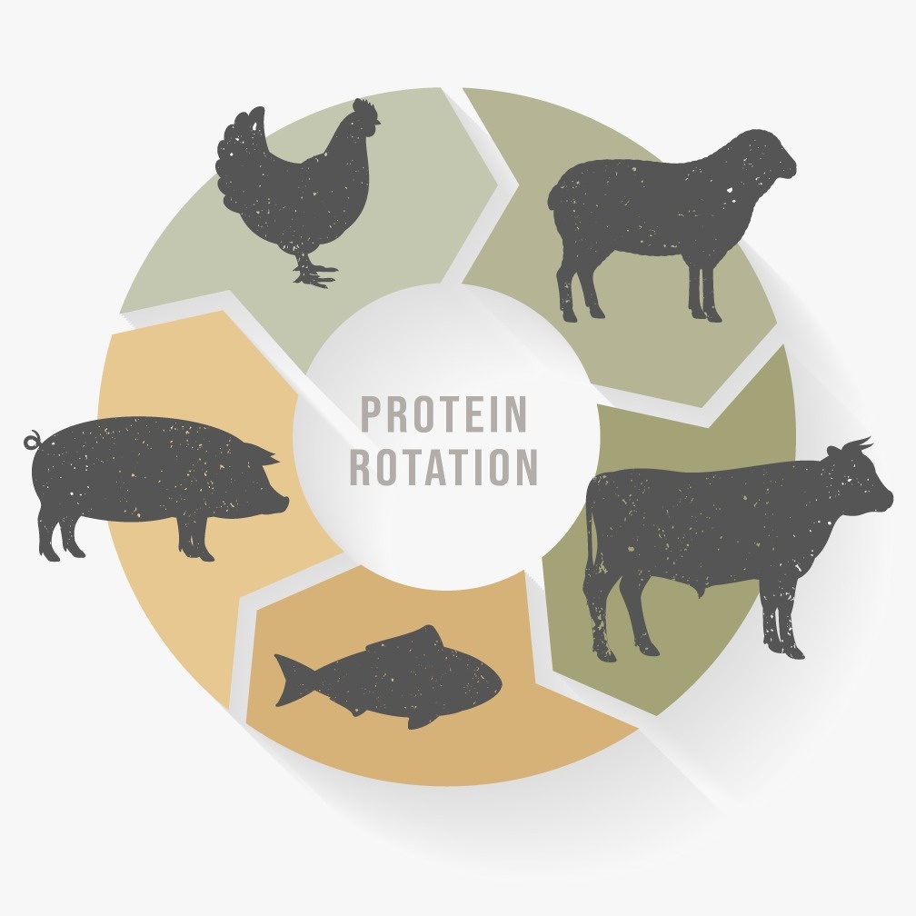Blog - Balancing A Raw Diet With Protein Rotation - Back To The Bone
