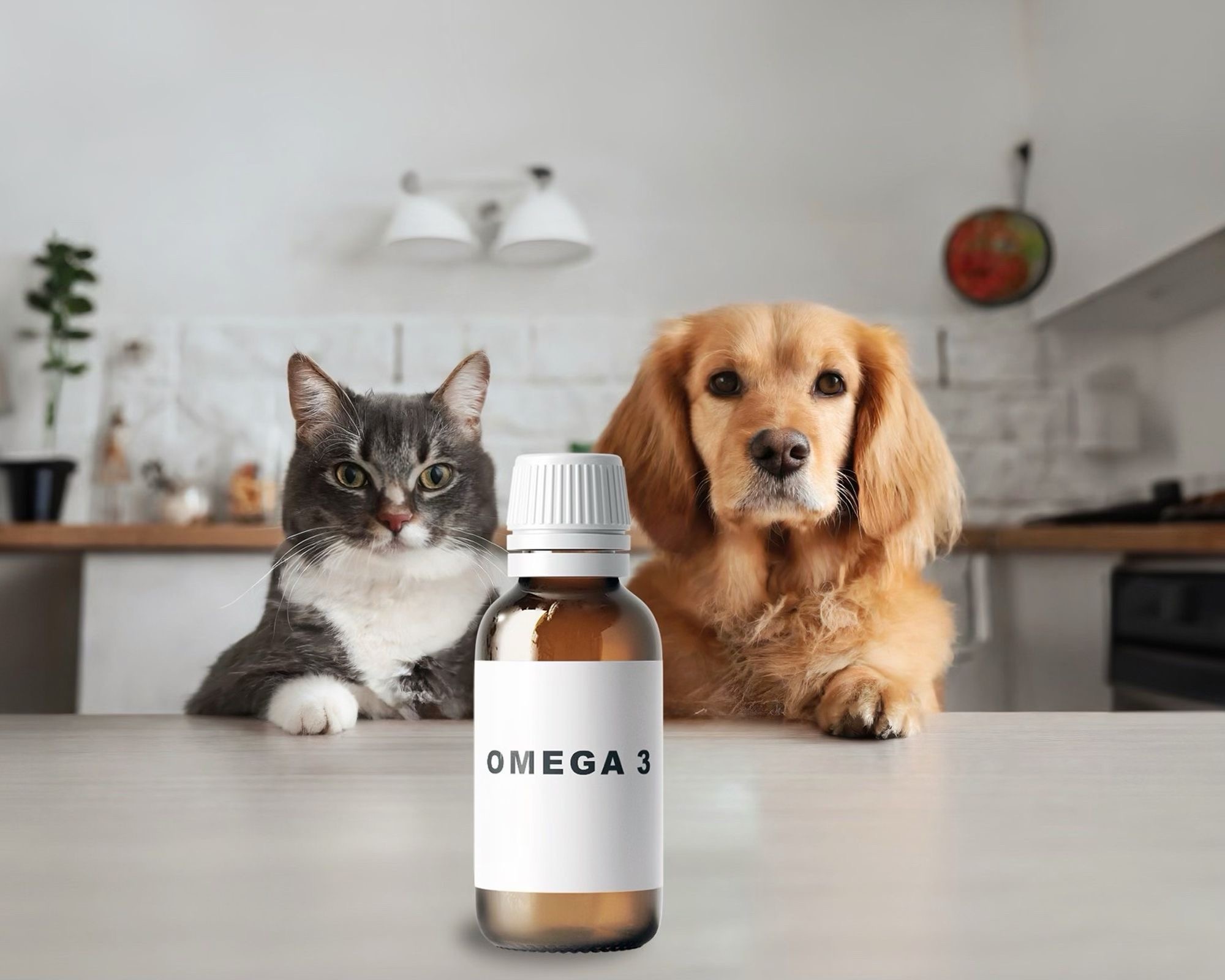 Blog - Make Omegas A Priority For Your Pet - You'll Be Glad You Did ...
