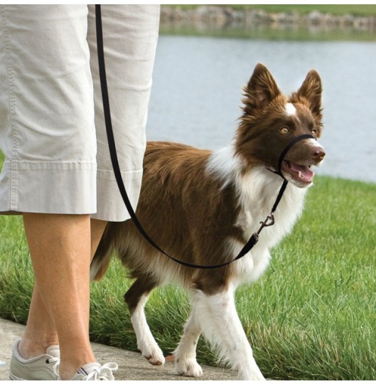 What Type Of Dogs Will The Easy Walk